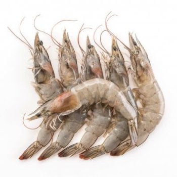 Fresh Prawns – Anbar Fish