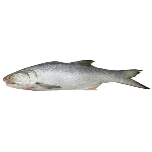 Indian Salmon Fish (Rawan) Order Now! | Anbar Fish