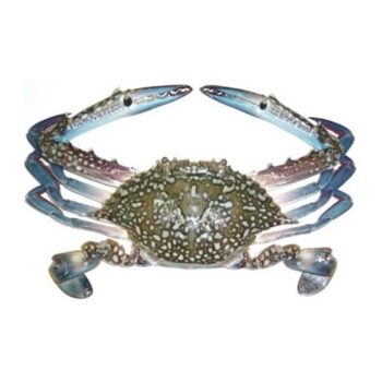 Blue Swimmer Crab (Nila kekra) » Anbar Fish